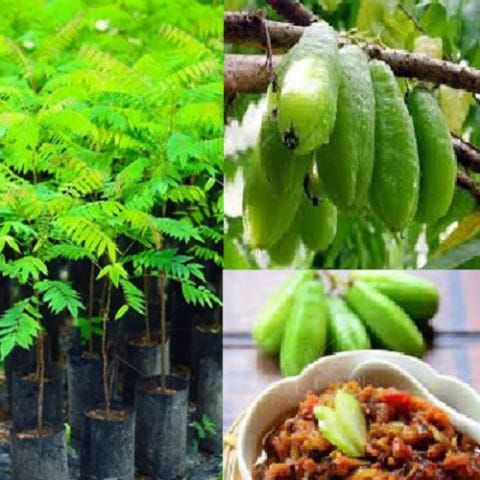 Pokok Belimbing Buluh