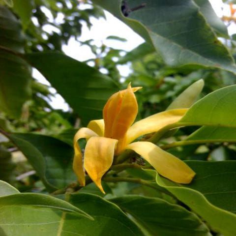 Pohon Cempaka Kuning