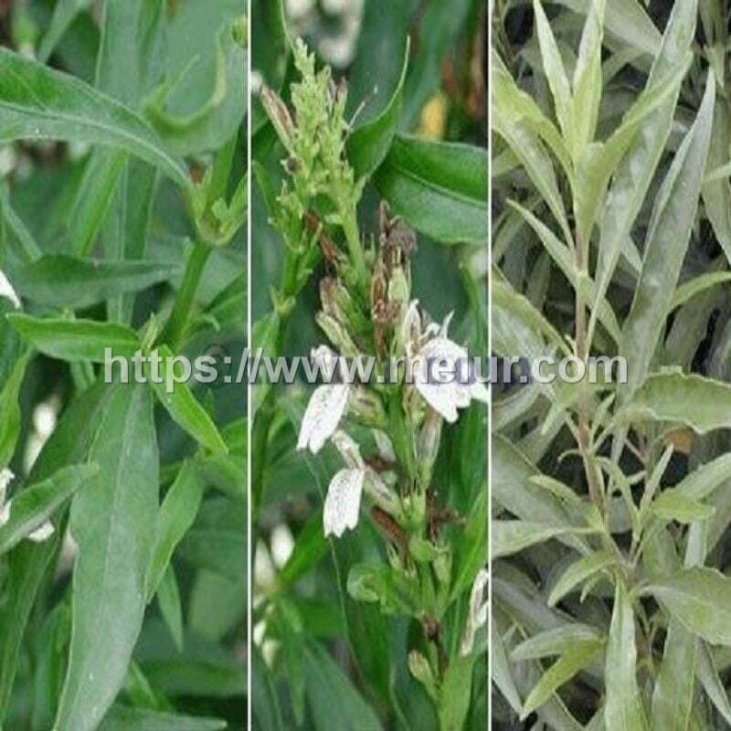 MelurDotCom | Black Gendarussa cutting / keratan batang gandarusa hitam