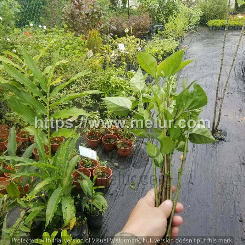Red hibiscus Cutting / keratan bunga raya merah