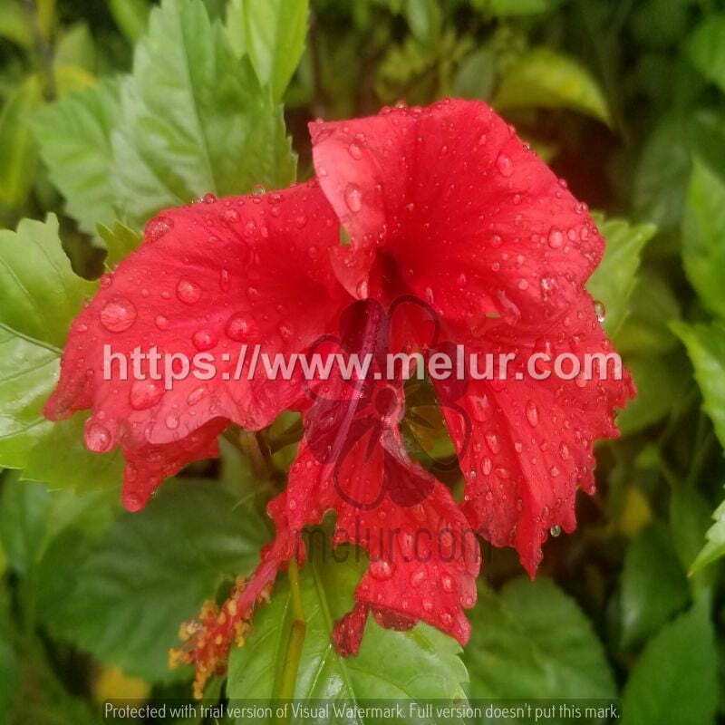 Red hibiscus Cutting / keratan bunga raya merah