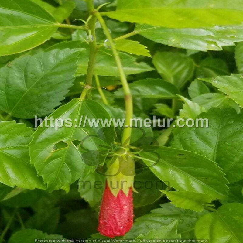 Red hibiscus Cutting / keratan bunga raya merah