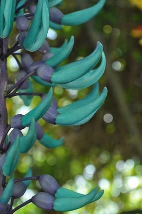 Jade Vine
