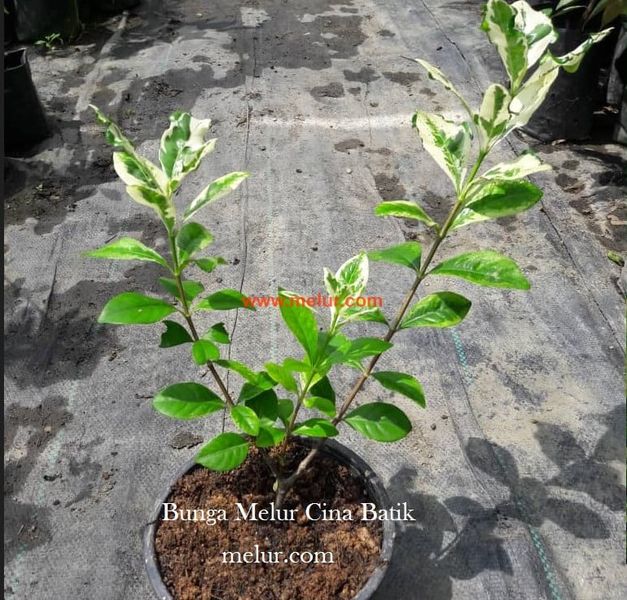 Bunga Cina Batik