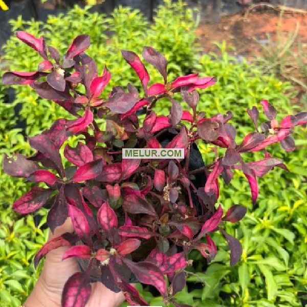 Alternanthera Red Plant