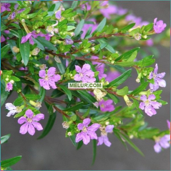 Purple Cuphea / False Heather Plant