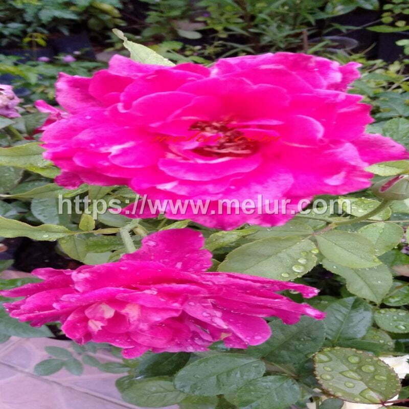 Shocking Pink Damask Rose Cutting (Sukothai) / Keratan Bunga Mawar ...