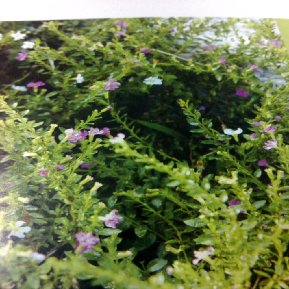 White Cuphea | False Heather Plant - Melur's Garden