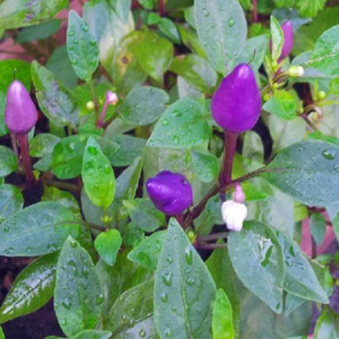 Anak Pokok Cili Ungu | Purple Hot Pepper Plant - Melur's Garden