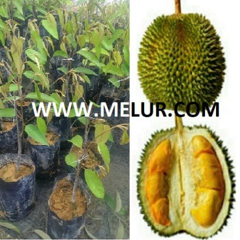 Anak Pokok Durian Ioi (D168) (Kahwin) - Melur's Garden