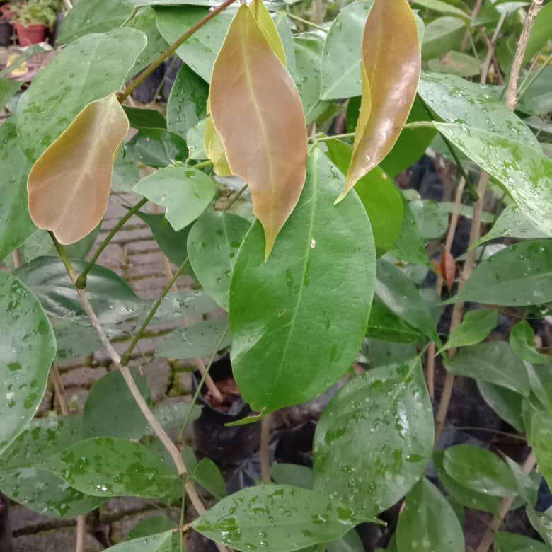 Anak Pokok Jenerih Pucuk Merah - Melur's Garden