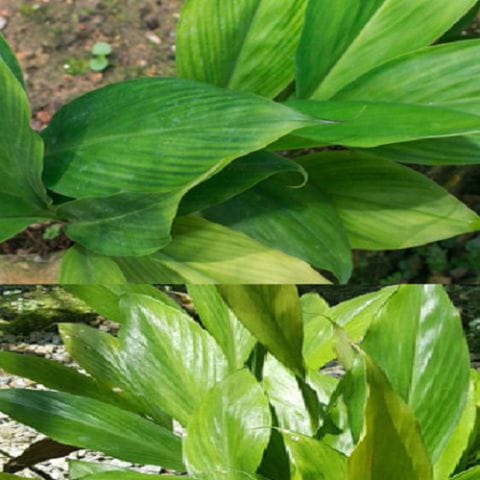 Pokok Pepijat - Melur's Garden